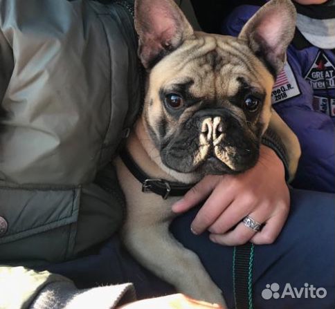 Продам французика