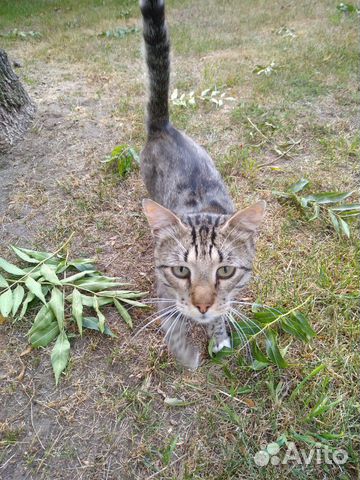Умница котик