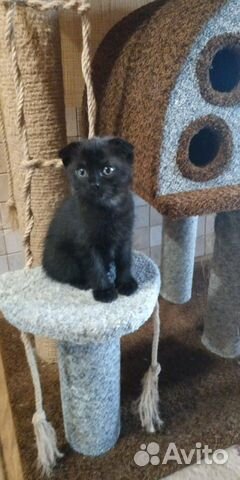 Котята - скотишфолды