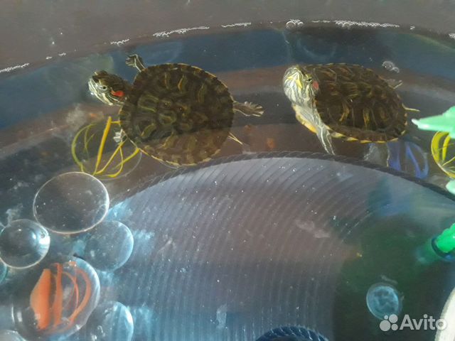 Красноухие черепахи + "бассейн" для них