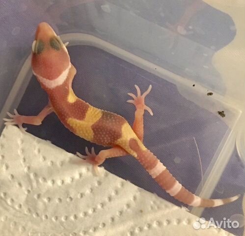 Малыши tremper albino Эублефары