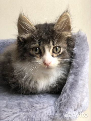 Котенок 1,5 мес
