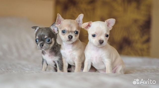 Продам щенков Чихуахуа