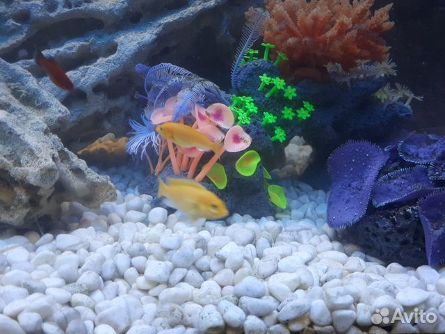 Меняю Лабидохромис церулиус - желтый