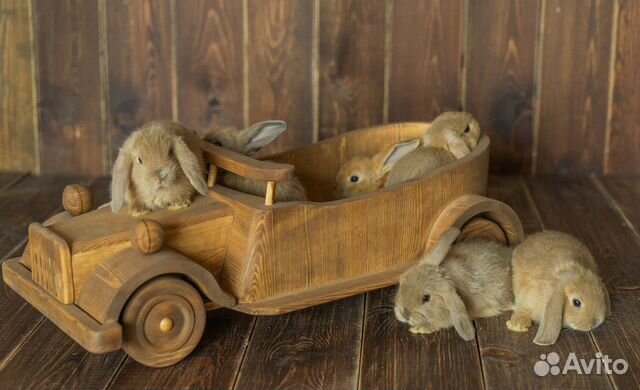 Вислоухие карликовые породистые кролики