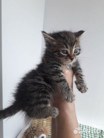 Малышка Люси ищет семью