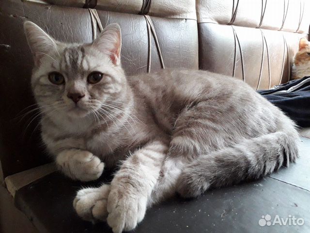 Гранд Керли Астра