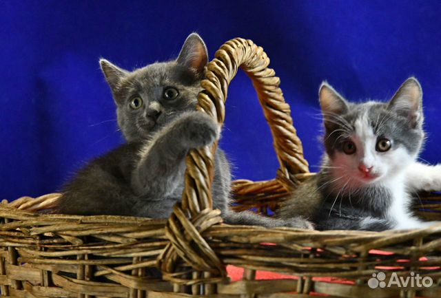 Котята на любой вкус (2 месяца) с доставкой