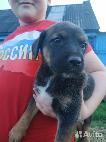 Щенки
