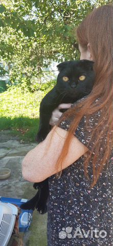 Отдам кота в хорошие, добрые руки