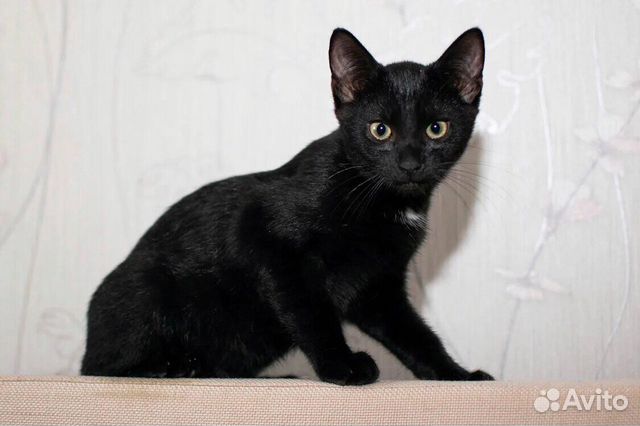 Чудесные котята ждут Вас