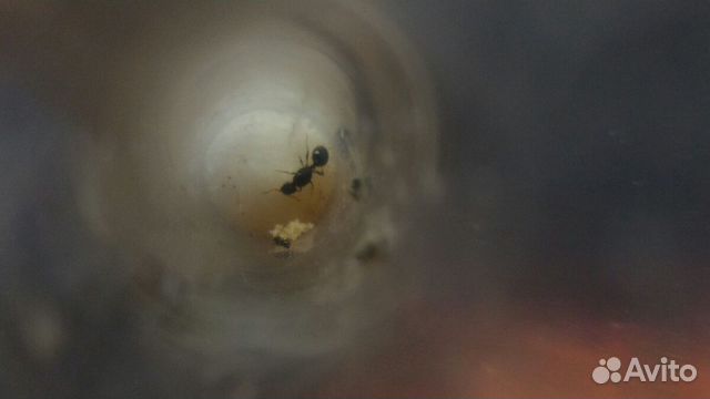 Tetramorium caespitum-муравьи для формикария