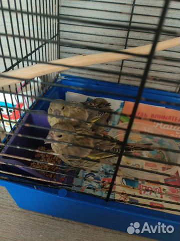 Лесные птички (зеленушки)