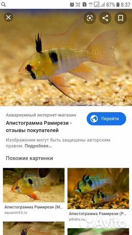 Отдам аквариумных рыб