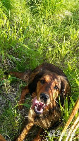 Метис сеттера