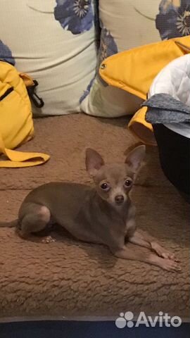 Лиловая, сероглазая девочка