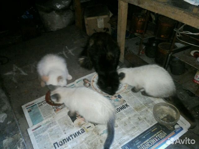 Три котенка ищут хозяев