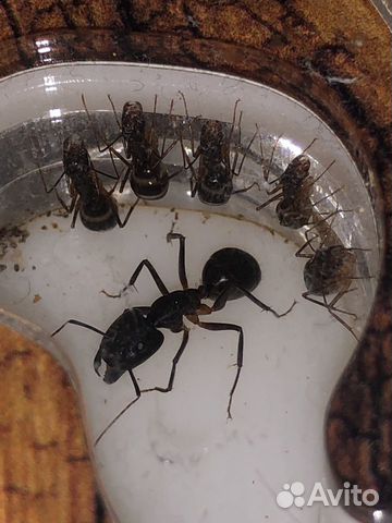 Муравьи (Camponotus Fellah) + Pheidole Yeensis
