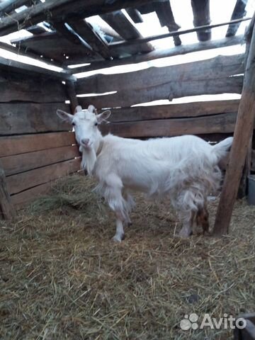 Продам дойных коз с козлятами