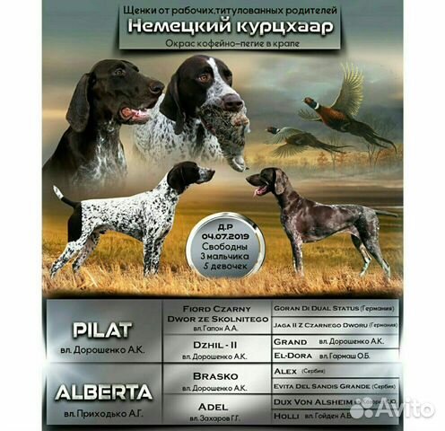 Щенки Курцхаара от рабочих родителей