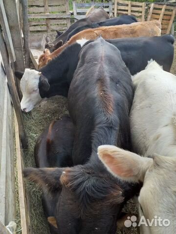 Телки и бычки 6-7месяцев на откорме