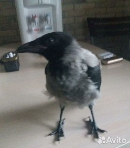 Отдаем ручную ворону в добрые руки