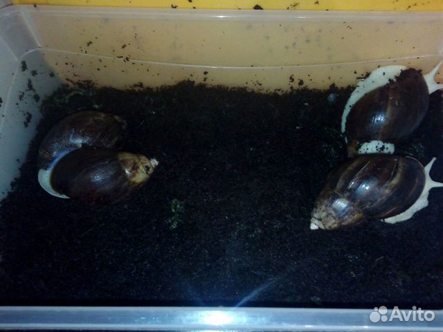 Улитки ахатины даром