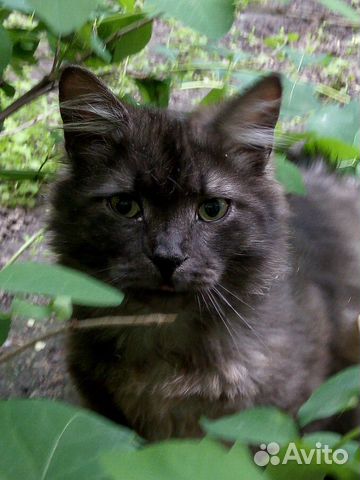 Микки, эксклюзив, 10 мес