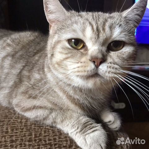 Британская кошка на вязку