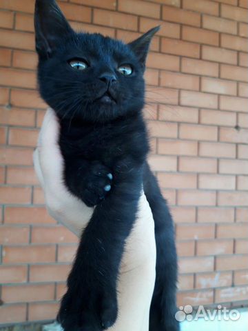 Котята