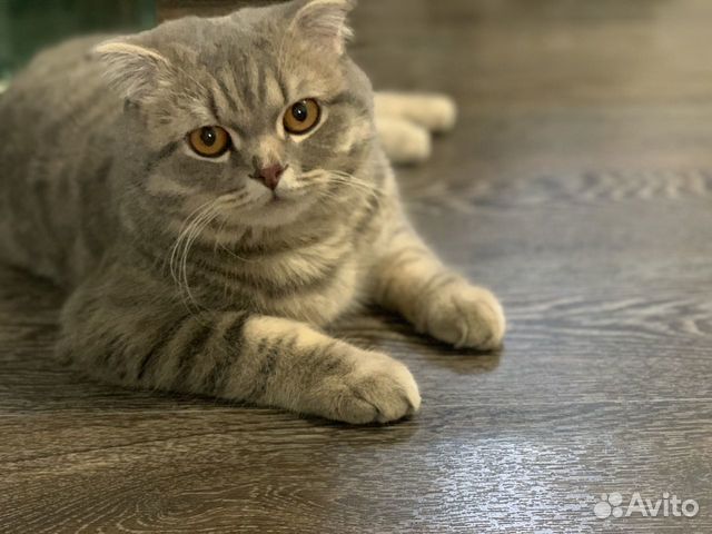 Вязка шотландского кота