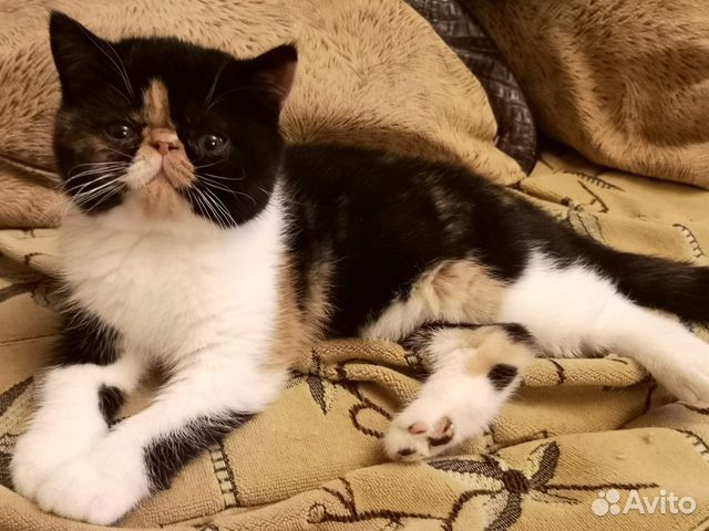 Экзотическая девочка, котенок-подросток