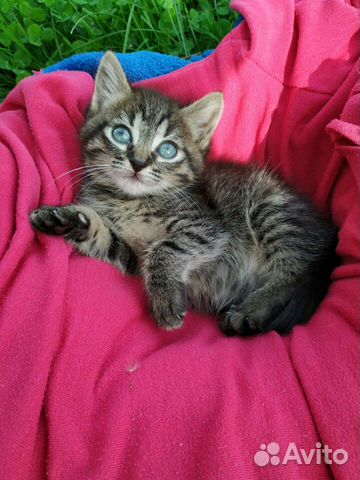 Котенок Кася ищет дом