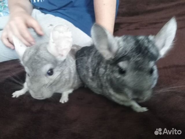 Продам шиншилл
