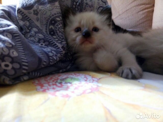 Невские Маскарадные Котята