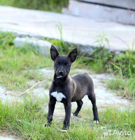 Изящный олененок Бэмби-ищет сердечко и квартиру