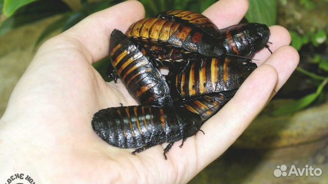 Мадагаскарские тараканы