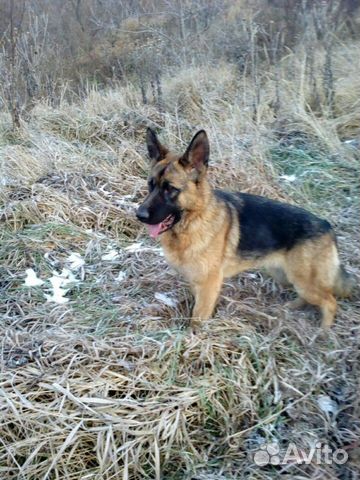 Шенки немцы