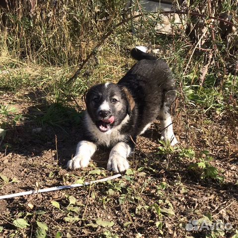 Мальчик щенок 1,5 месяца, чёрный с белым и рыжим)
