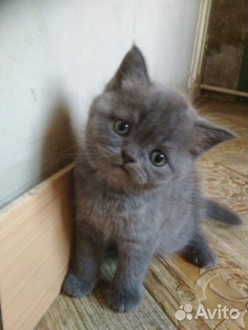 Котята шотландские прямоухие (котики)