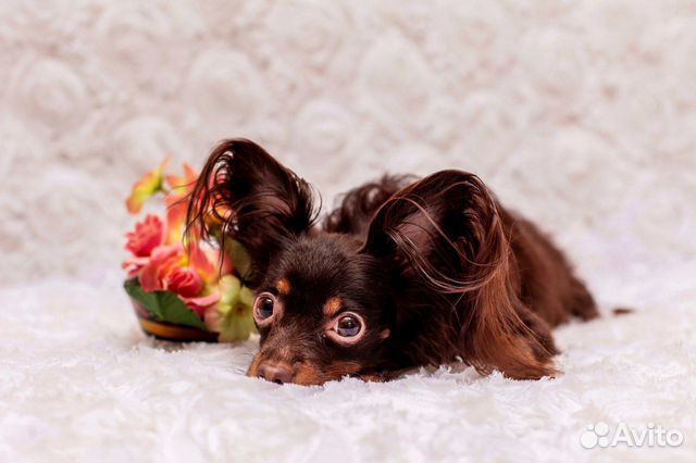 Нужен кобель длинношерстного тоя на вязку