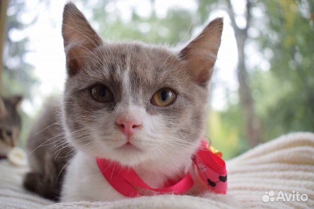 Котенок Девочка Нэнси 2,5 мес в добрые руки