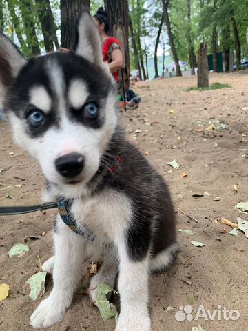 Продам сибирский хаски