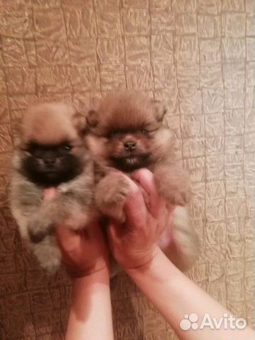 Очаровательные щенки Шпицы