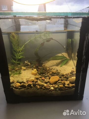 Аквариум
