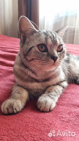 Кот 9 месяцев