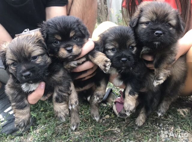 В добрые руки