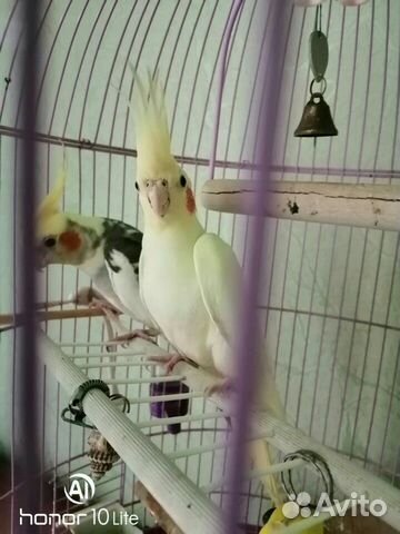 Попугаи пара