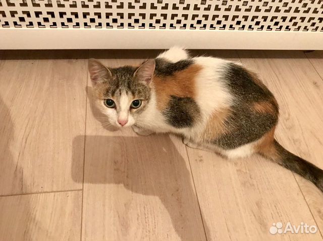 Трехцветная кошка в дом счастье приносит (кошки, к