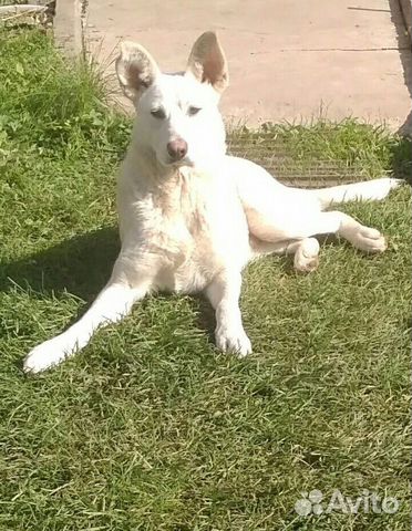 Красавицу Белку в дар